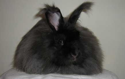 tovig angorakanin | Kanin iFokus